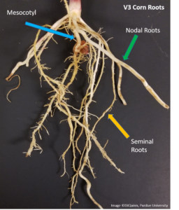 Corn Growth Stages VE to V3…What’s Going On? - The Kernel