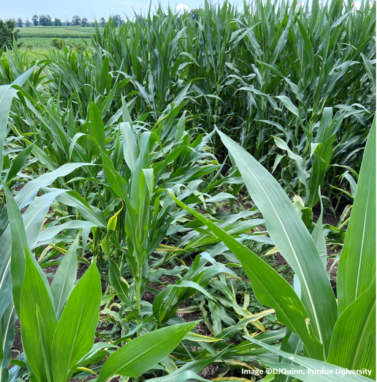 “Flattened” Corn caused by Wind Damage – Now What? - The Kernel