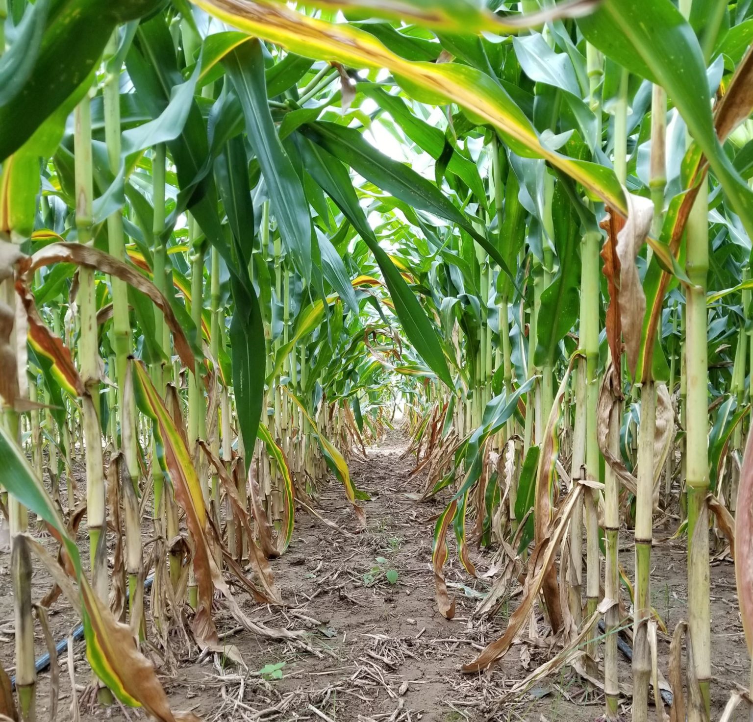 Nitrogen Management Guidelines for Corn in Indiana - The Kernel