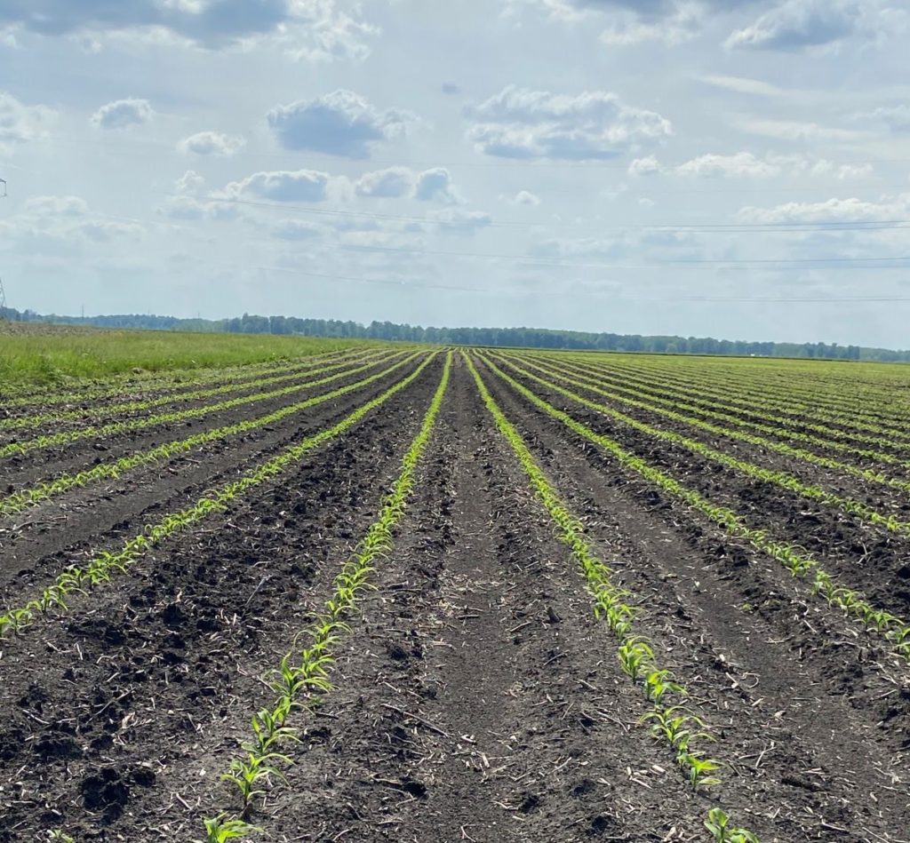 When is the Best Time to Plant Corn? - The Kernel